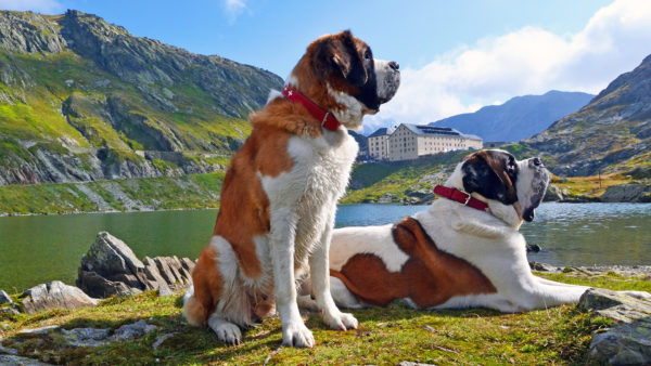 Il colle del Gran San Bernardo - Destinazione - Pays du Saint-Bernard